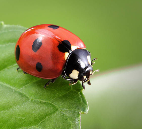 Dorothy Lune: 3 Poems – Rochford Street Review